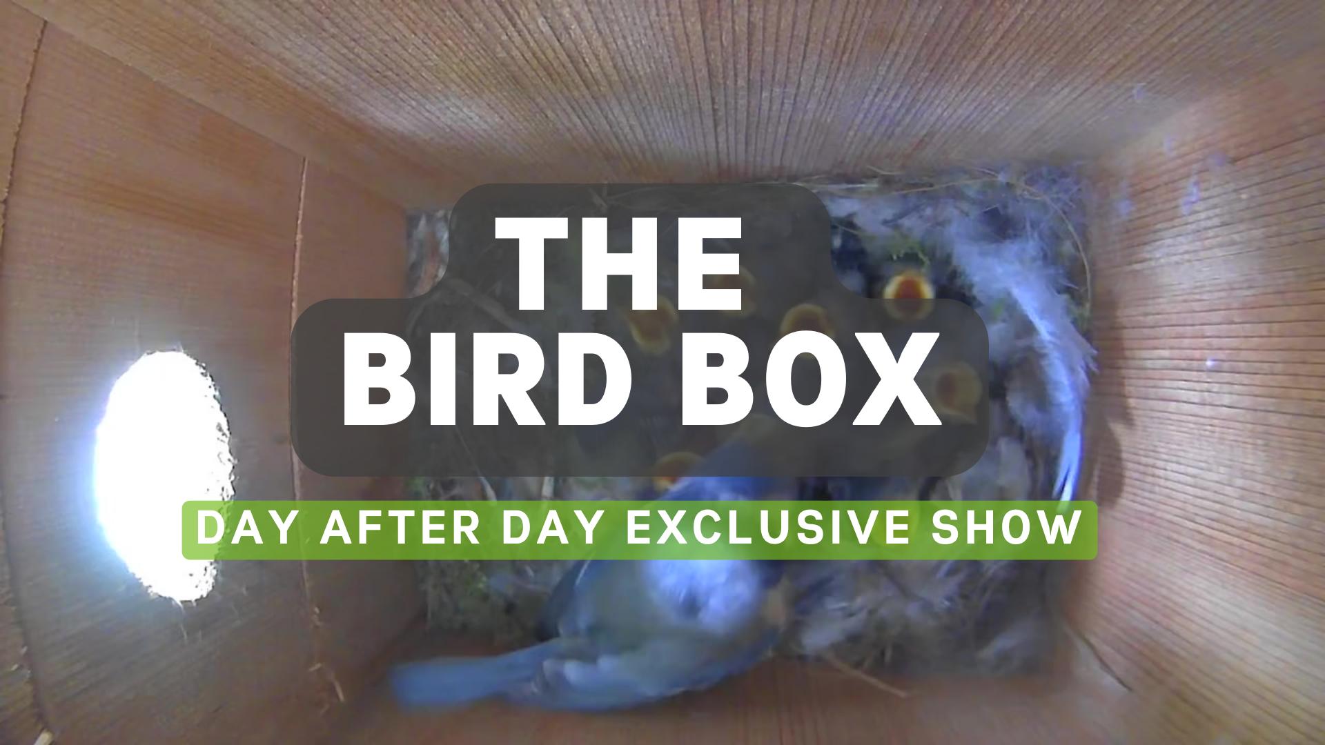 Solar-Powered WiFi Bird Box Camera System | Gardenature