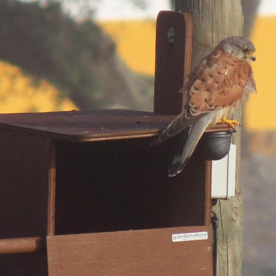 Kestrel Nest Box | 12mm Marine Plywood | Gardenature