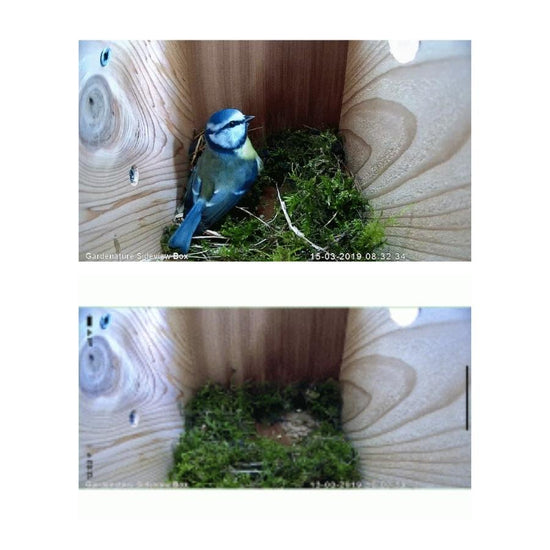 Wooden Bird Box Side View Nest Box – Gardenature