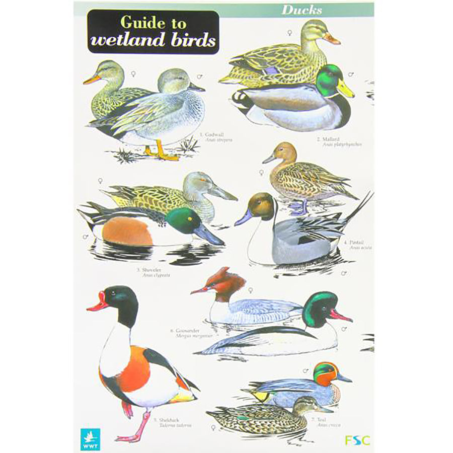 Guide To Wetland Birds – Gardenature